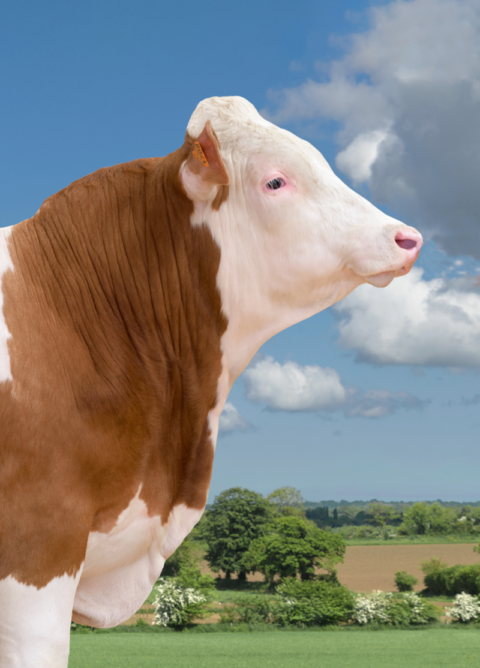 SIMMENTAL - AURIVA-Elevage.com