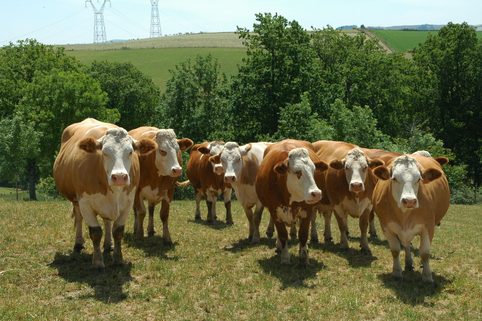 SIMMENTAL - AURIVA-Elevage.com