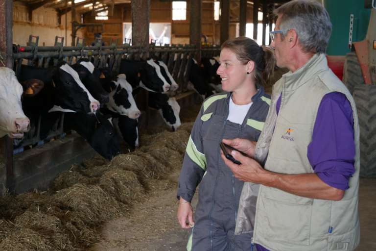 Veaux croisés YPERIOS 95 - AURIVA-Elevage.com