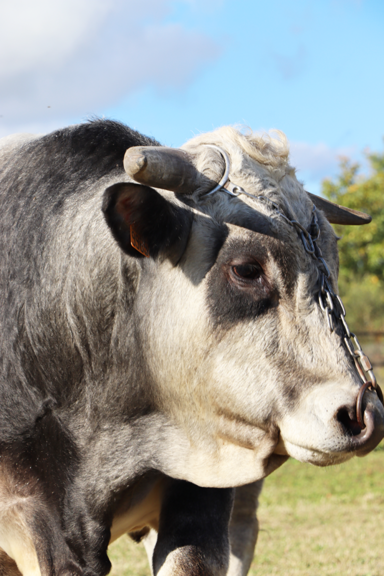 GASCONNE - AURIVA-Elevage.com