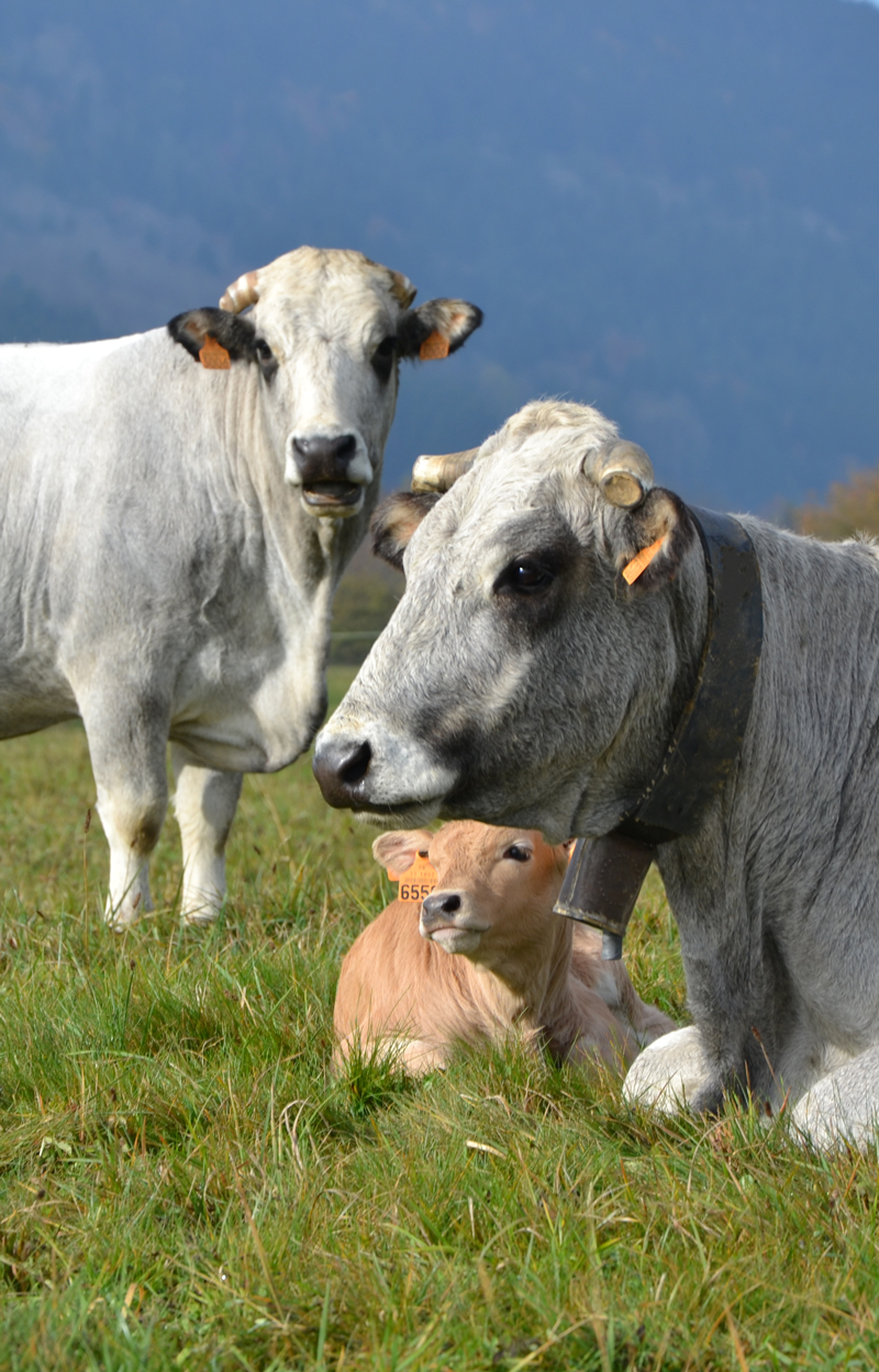 GASCONNE - AURIVA-Elevage.com