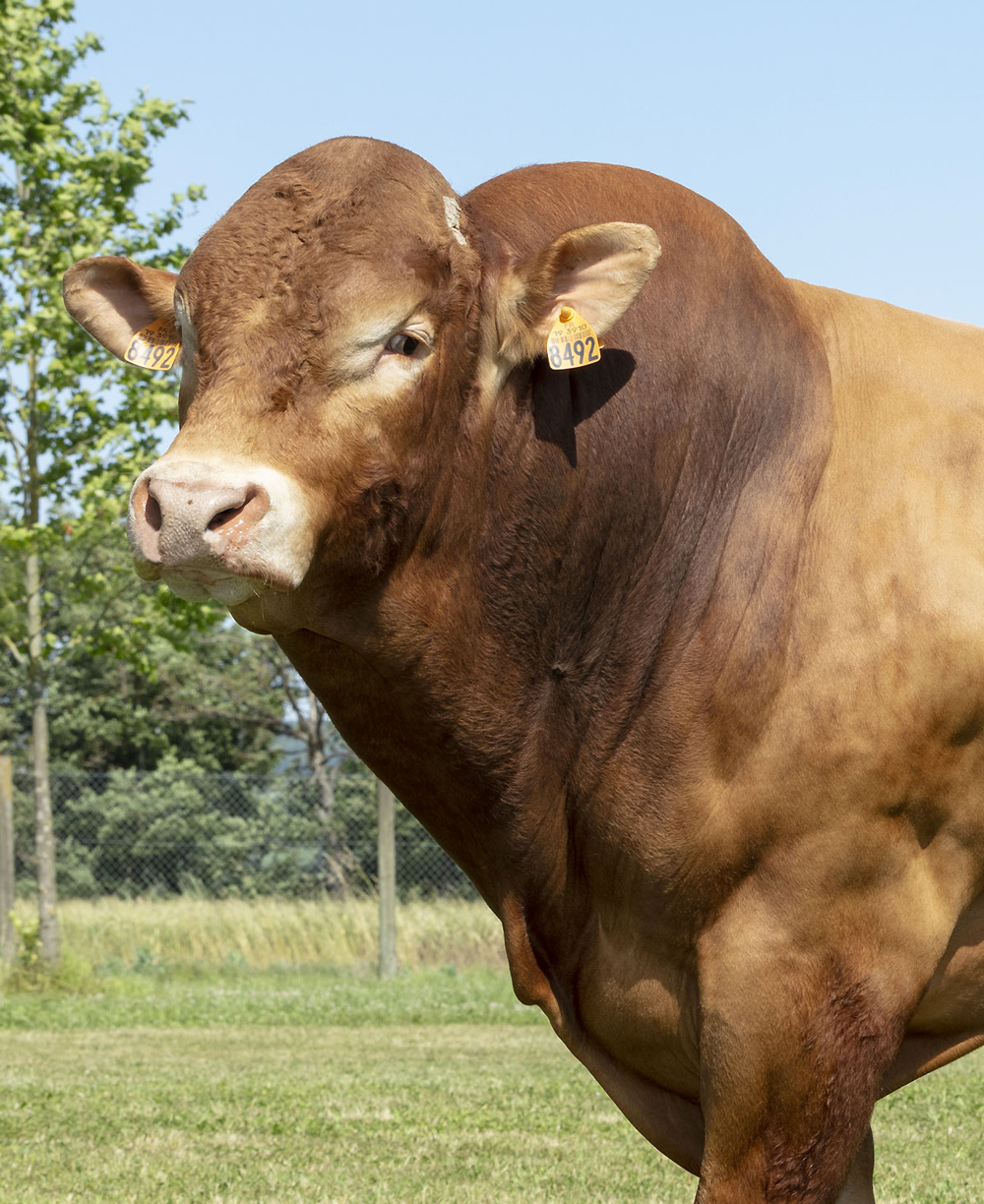 LIMOUSIN - AURIVA-Elevage.com