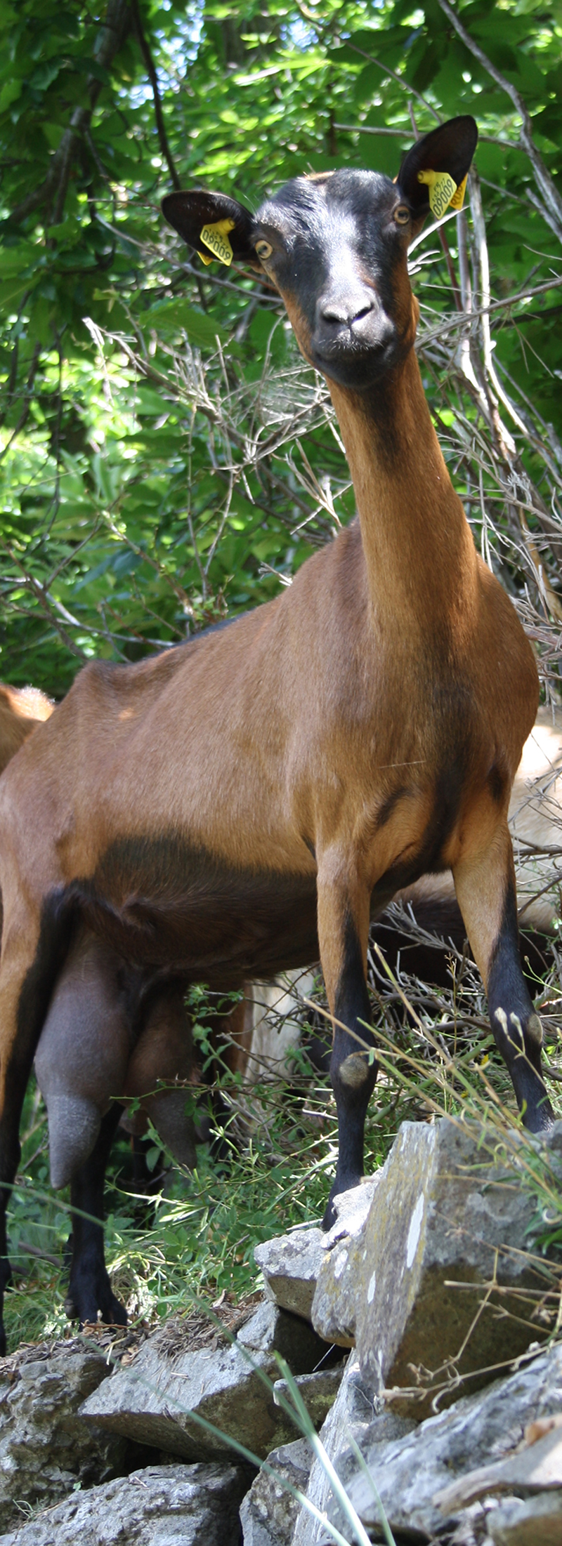 CAPRIN - AURIVA-Elevage.com