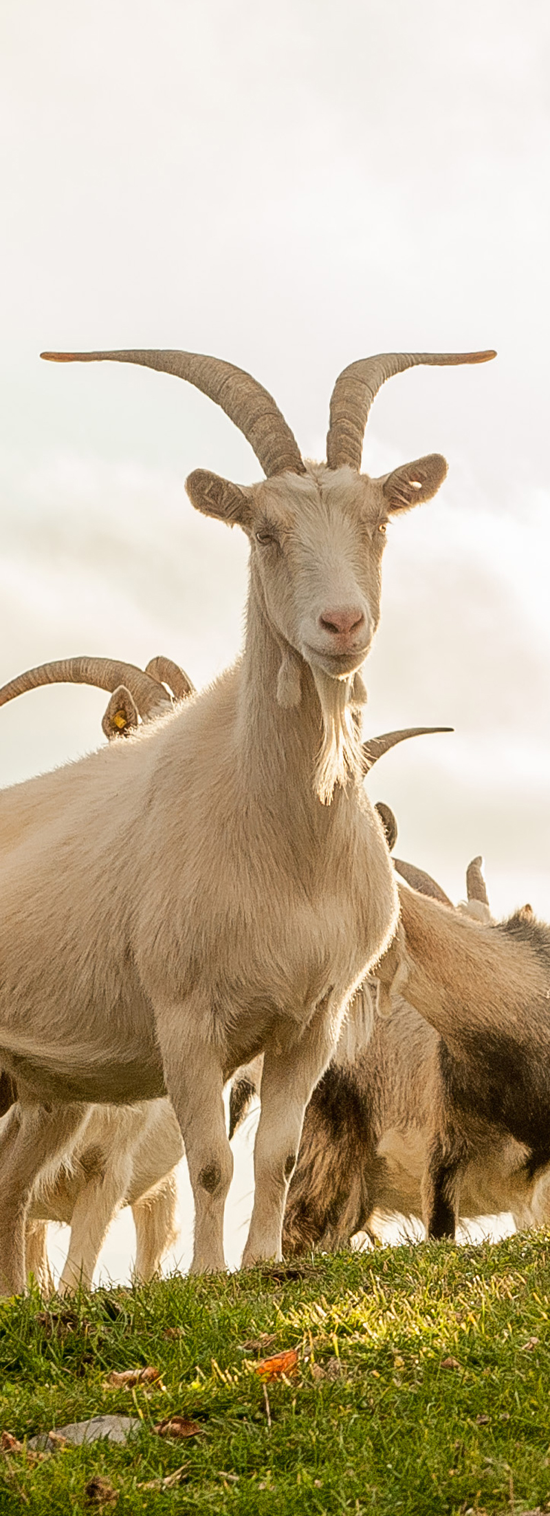 CAPRIN - AURIVA-Elevage.com