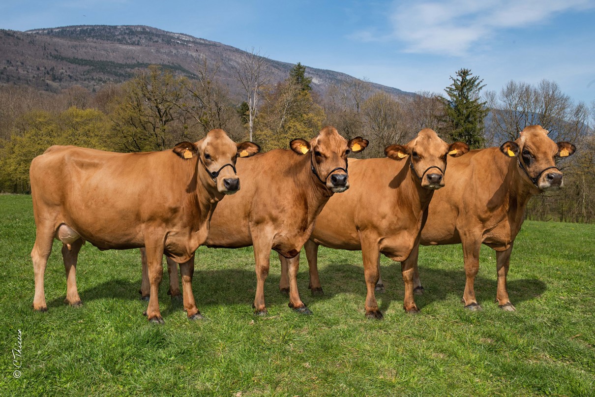 The industry and local breeds project - AURIVA-Elevage.com