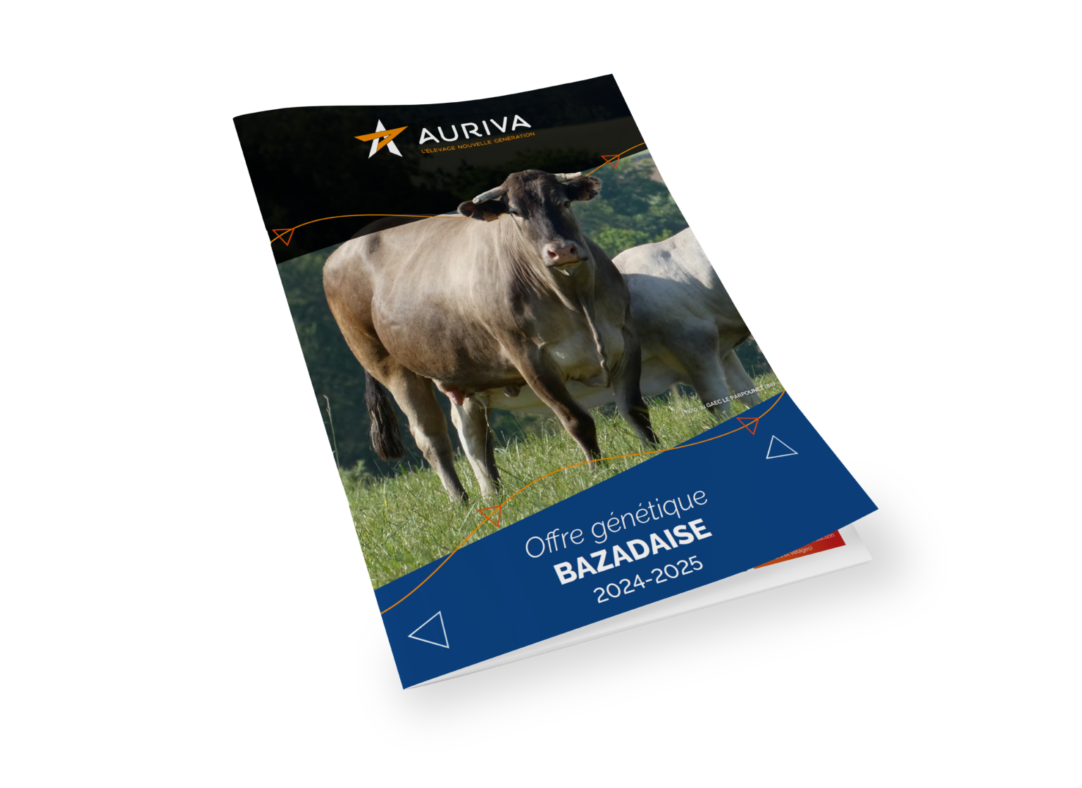 BAZADAIS - AURIVA-Elevage.com