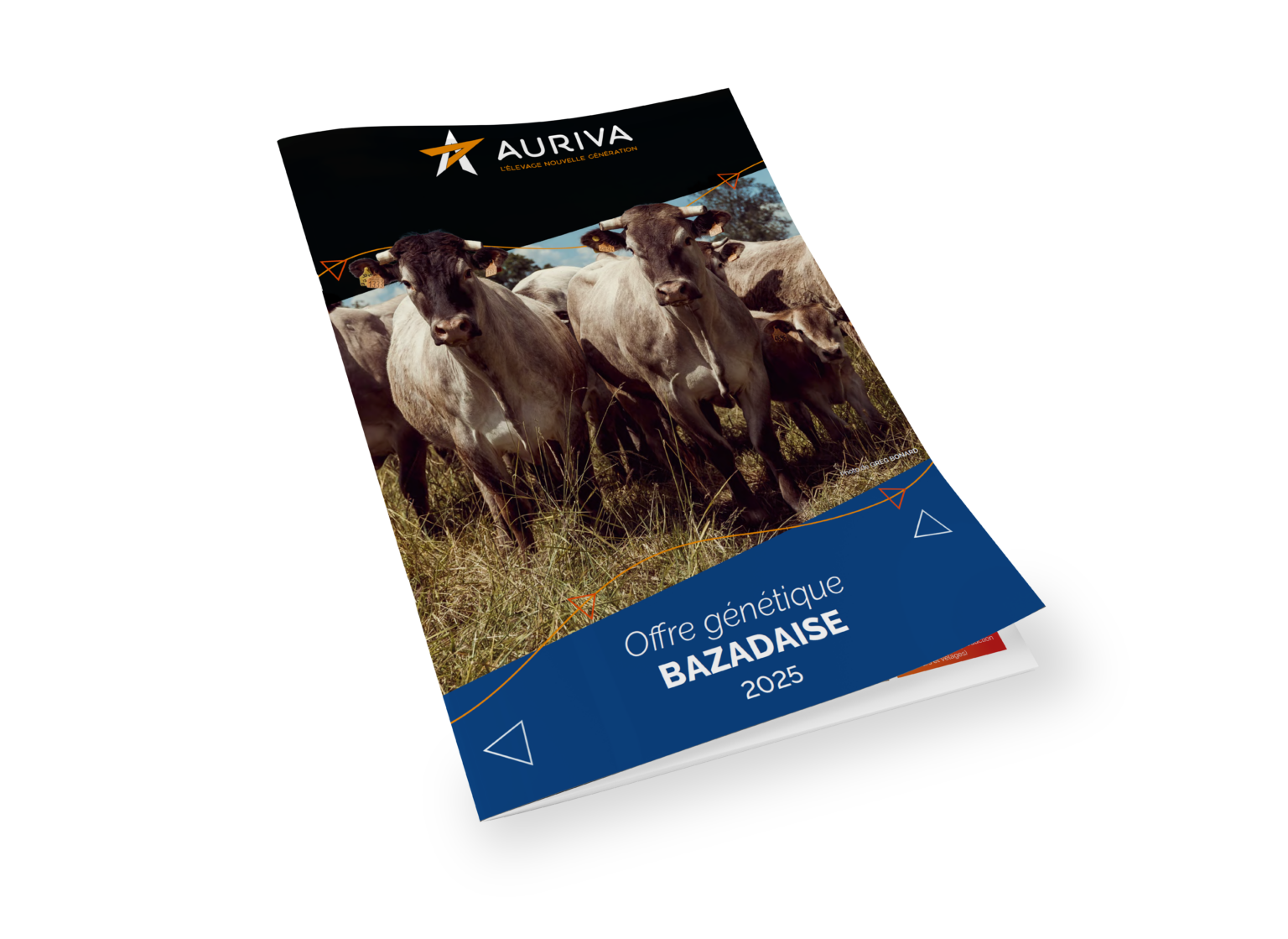 BAZADAIS - AURIVA-Elevage.com