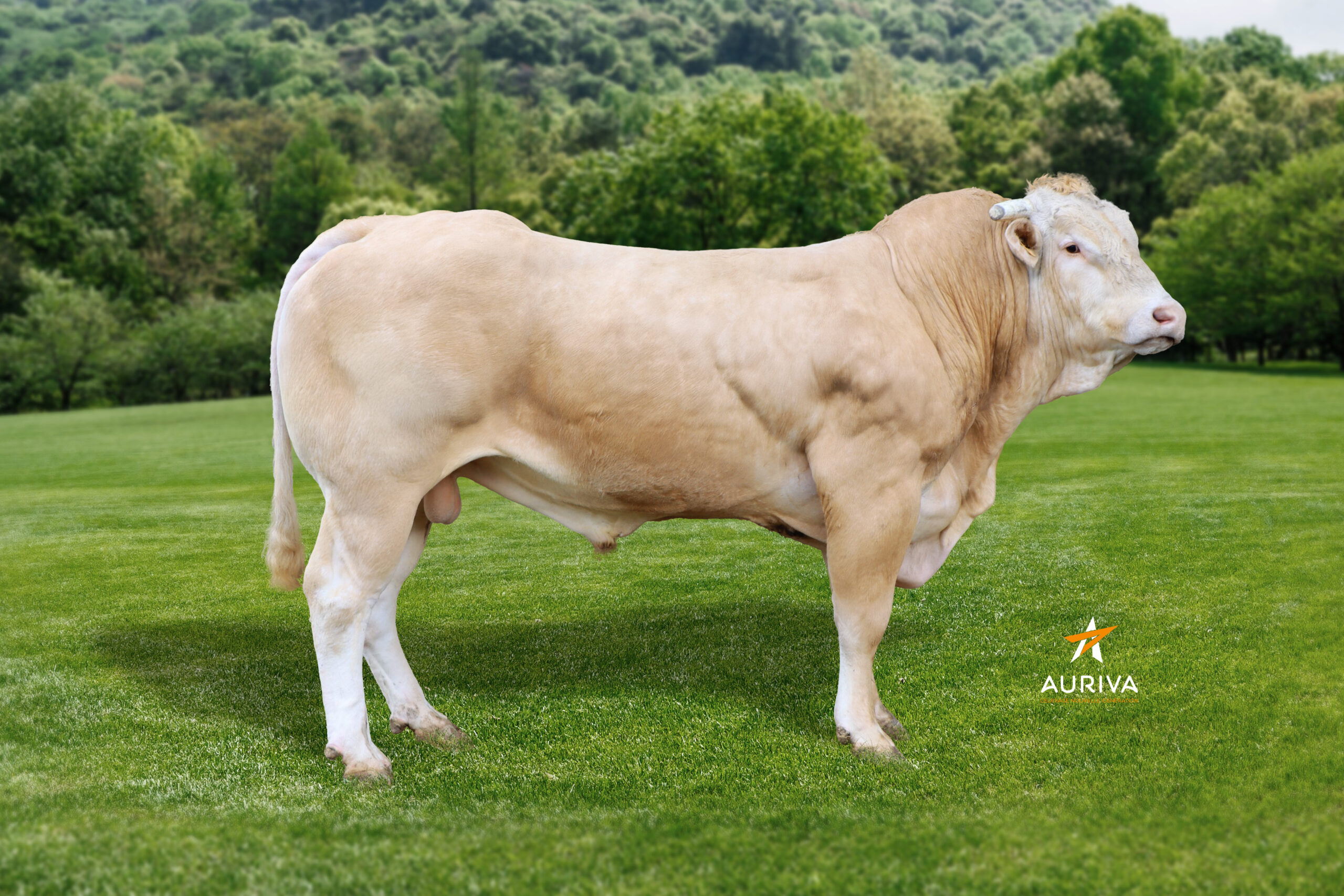Blond bull ROTCHILD is available for AI! - AURIVA-Elevage.com