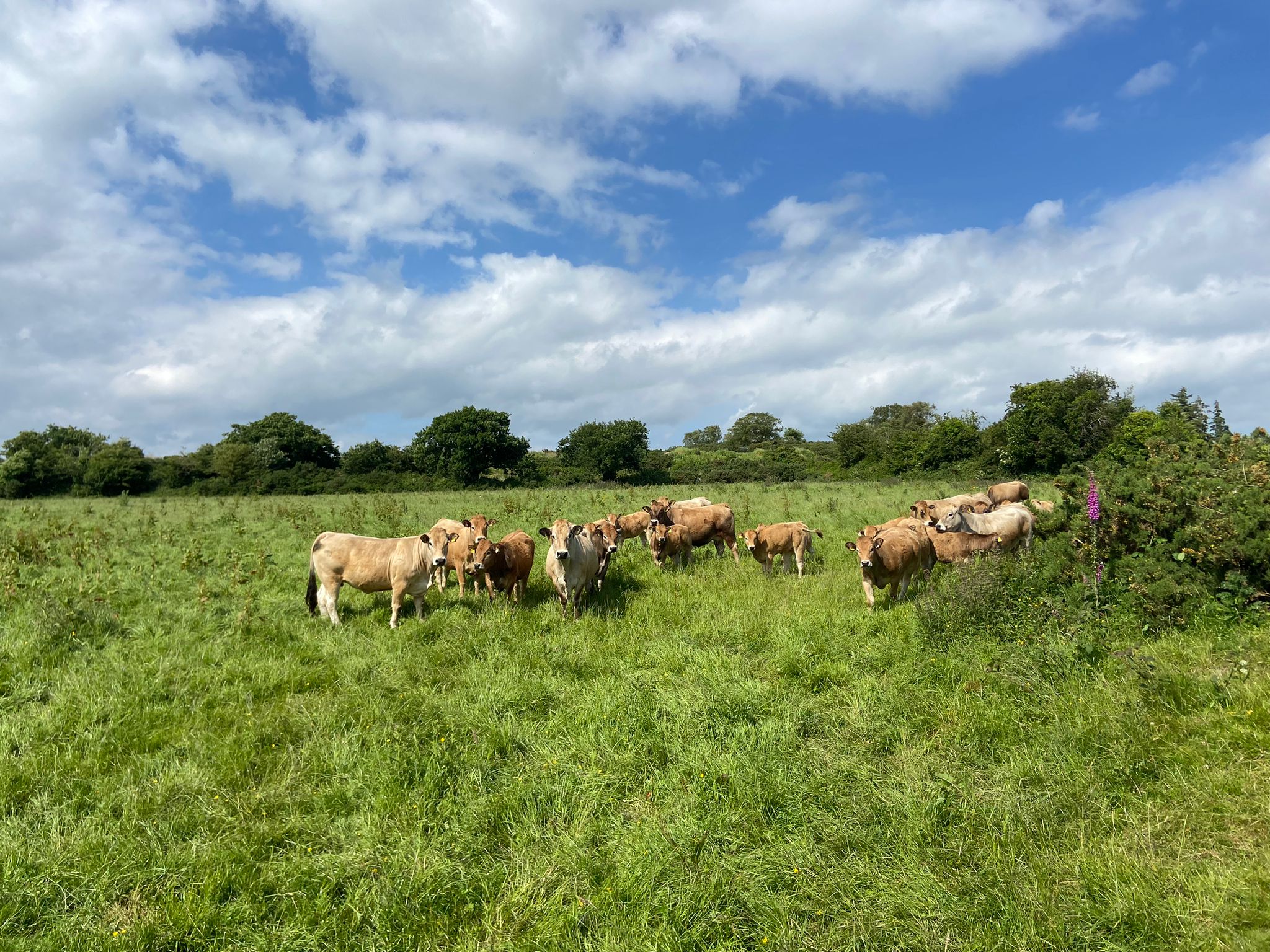 Breeding practices: how do our Irish neighbors do it? - AURIVA-Elevage.com