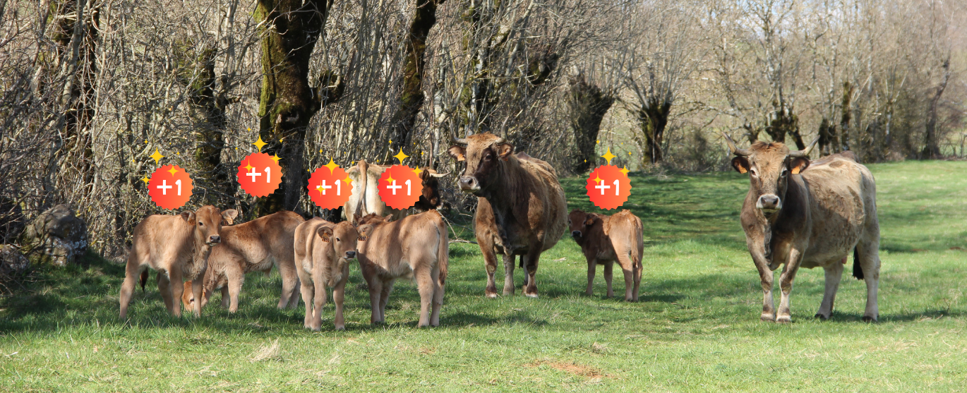 Genetic progress in the Aubrac breed: focus on embryo transplantation ...